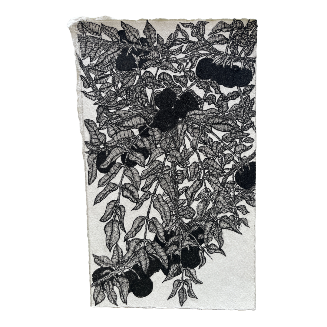 PETER B MORRISON | ‘Wongai Fruit (Manikara Kauki) 2’ | Pen + Ink drawi ...